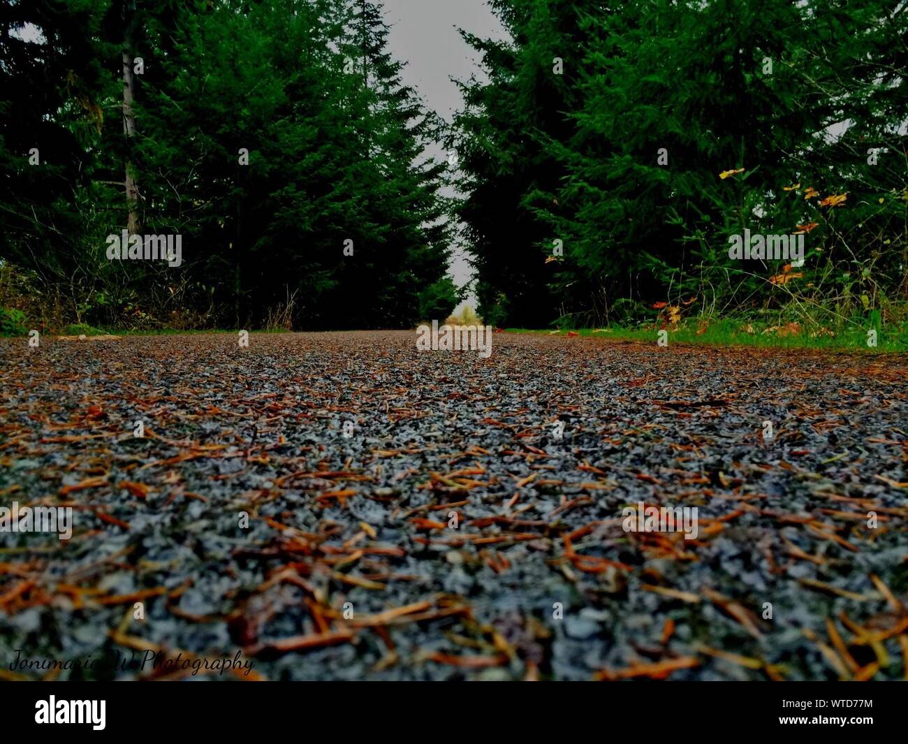 Tree covering pathway hi-res stock photography and images - Alamy