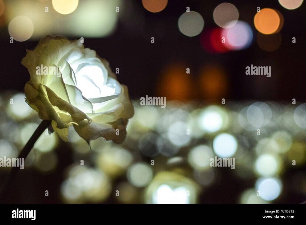 Rose night light hi-res stock photography and images - Alamy