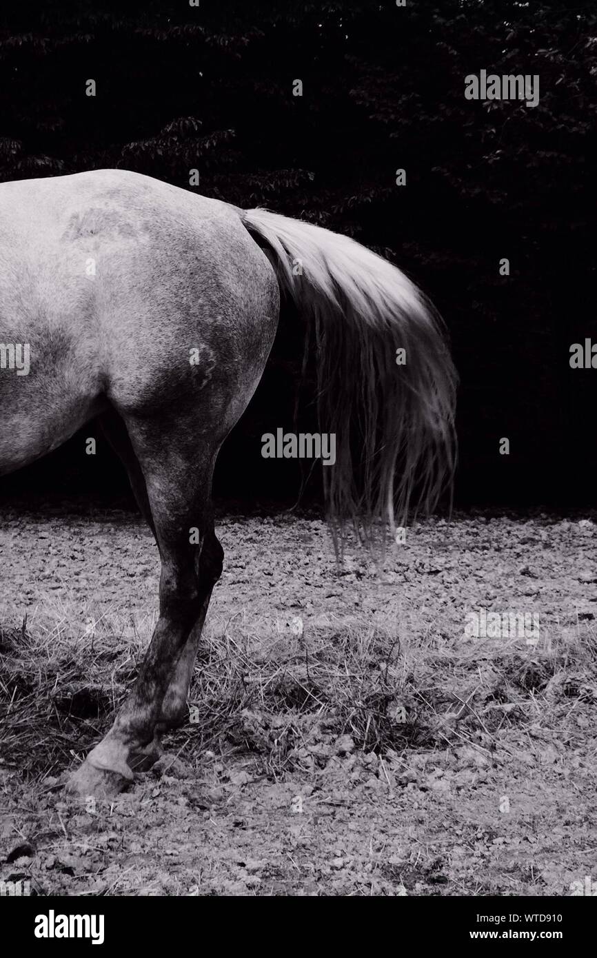 Horse rear end hi-res stock photography and images - Alamy