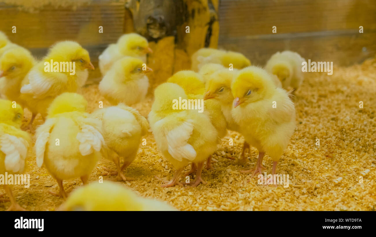 Group of baby chickens on farm Stock Photo - Alamy
