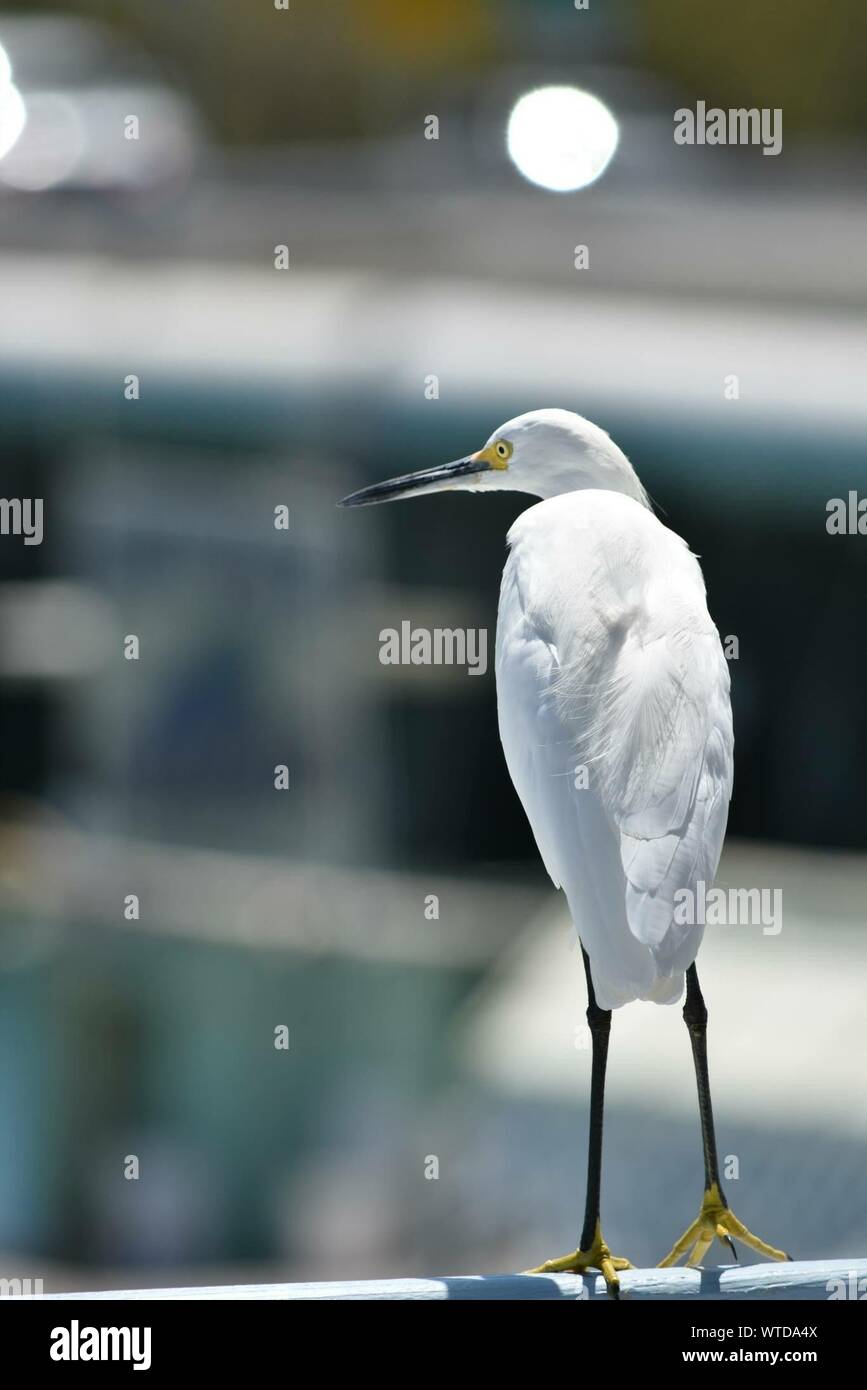 Heron looking hi-res stock photography and images - Alamy