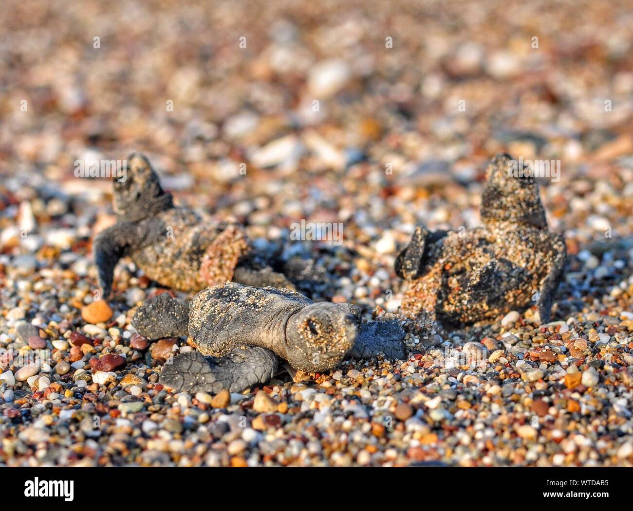 Hatchling hatchlings hi-res stock photography and images - Alamy