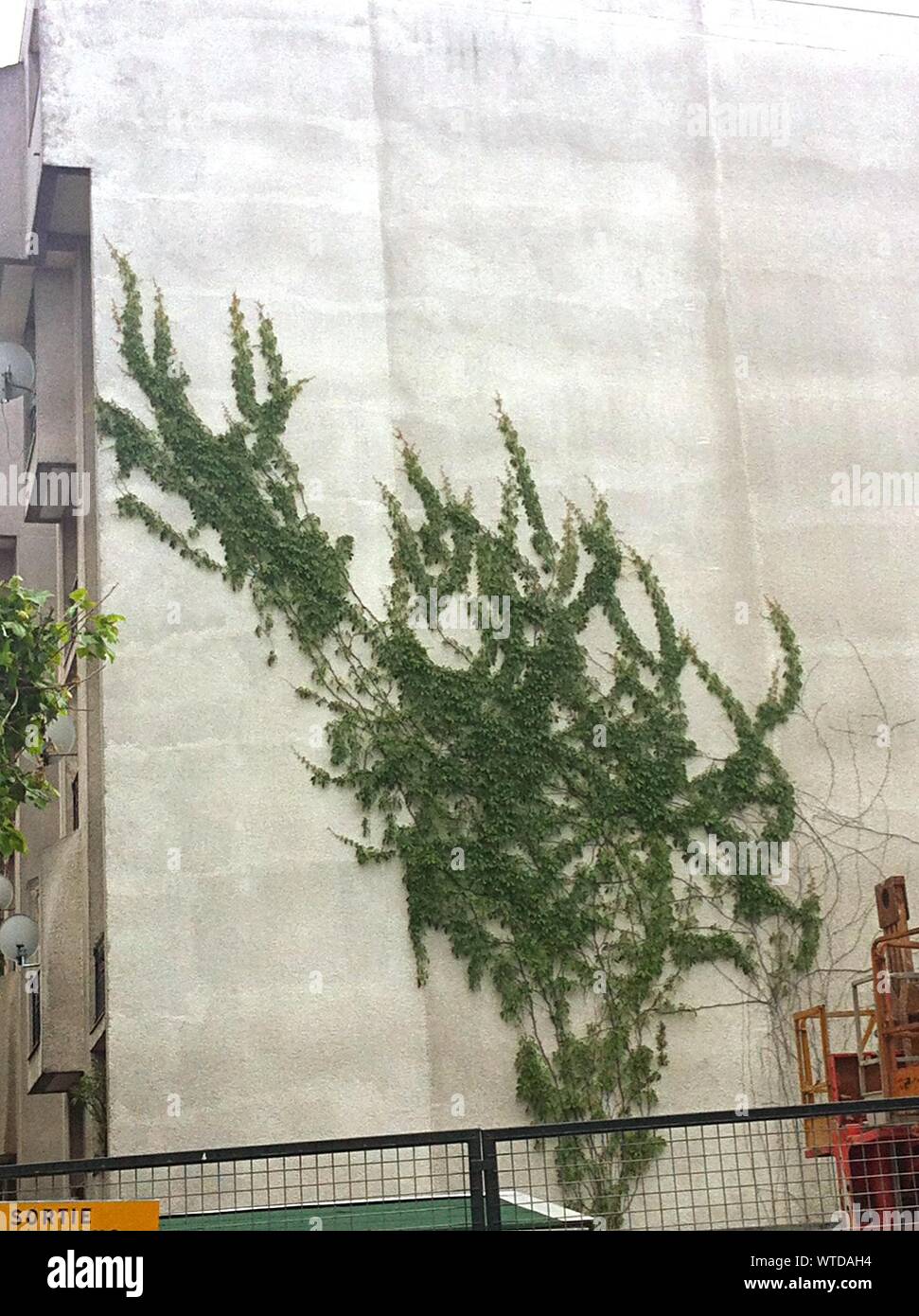 Ivy growing wall built structure hi-res stock photography and images ...