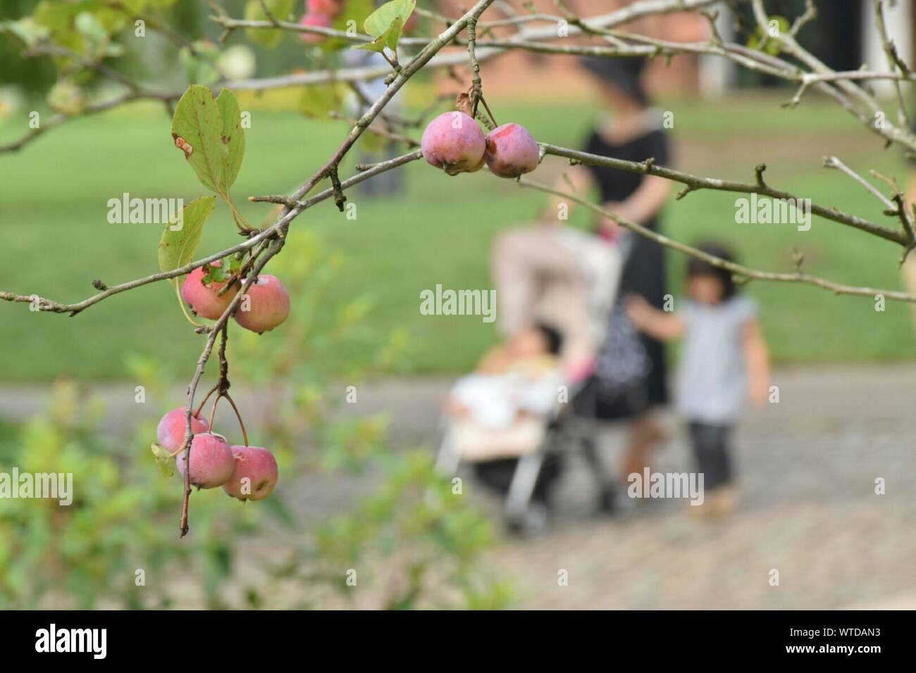 Children And Fruits High Resolution Stock Photography and Images - Alamy