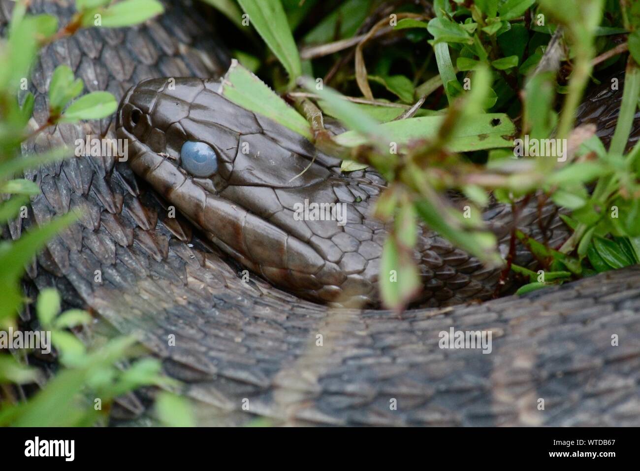 Forest water snake hi-res stock photography and images - Alamy