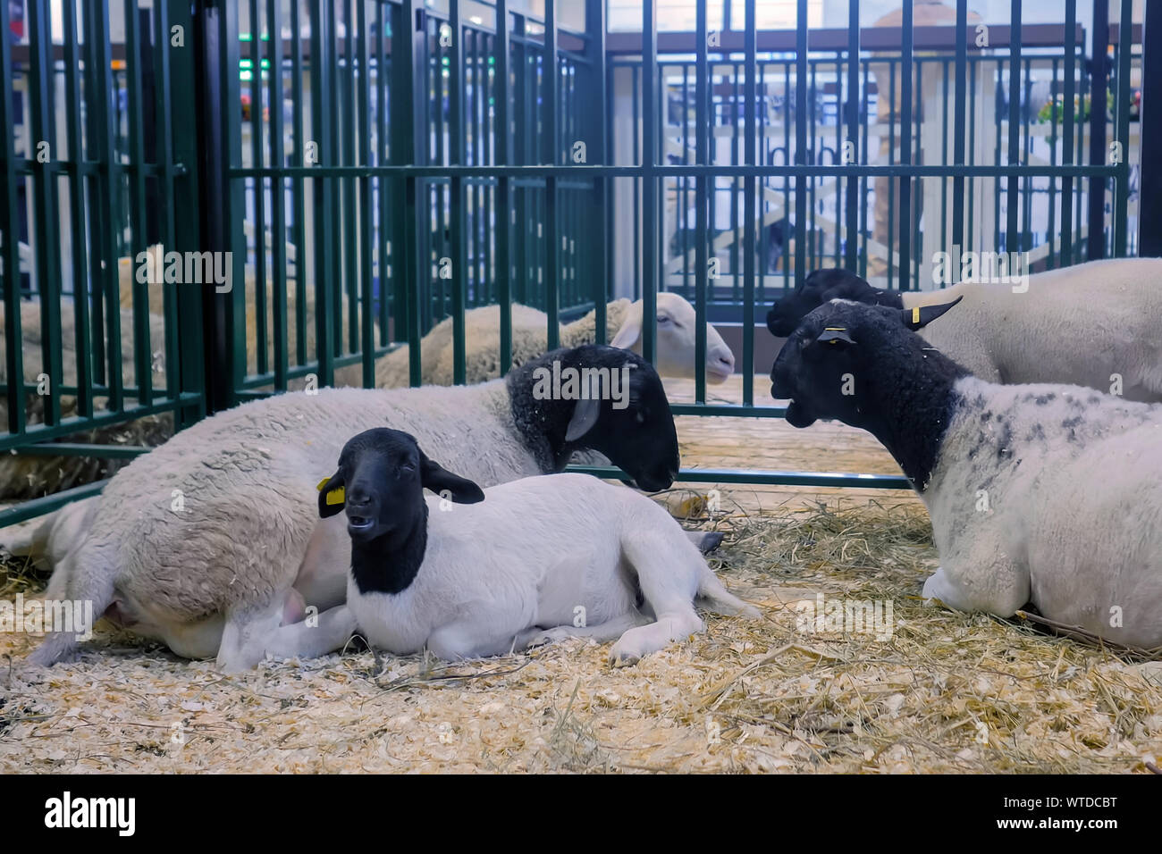 Group of sheep resting at animal exhibition, trade show Stock Photo - Alamy