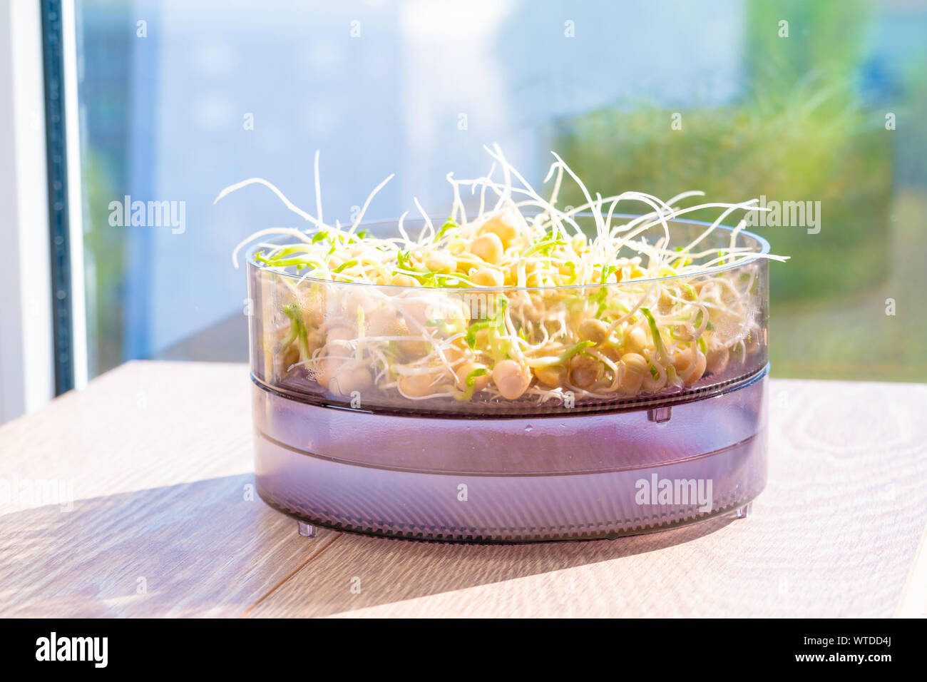 green sprouts edible plants. microgreens nutrition Stock Photo - Alamy