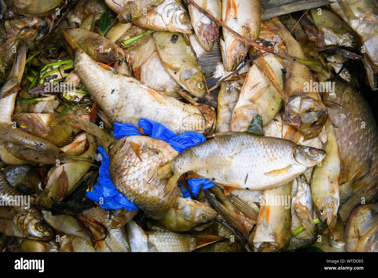 Climate change global warming dead fish hi-res stock photography and ...