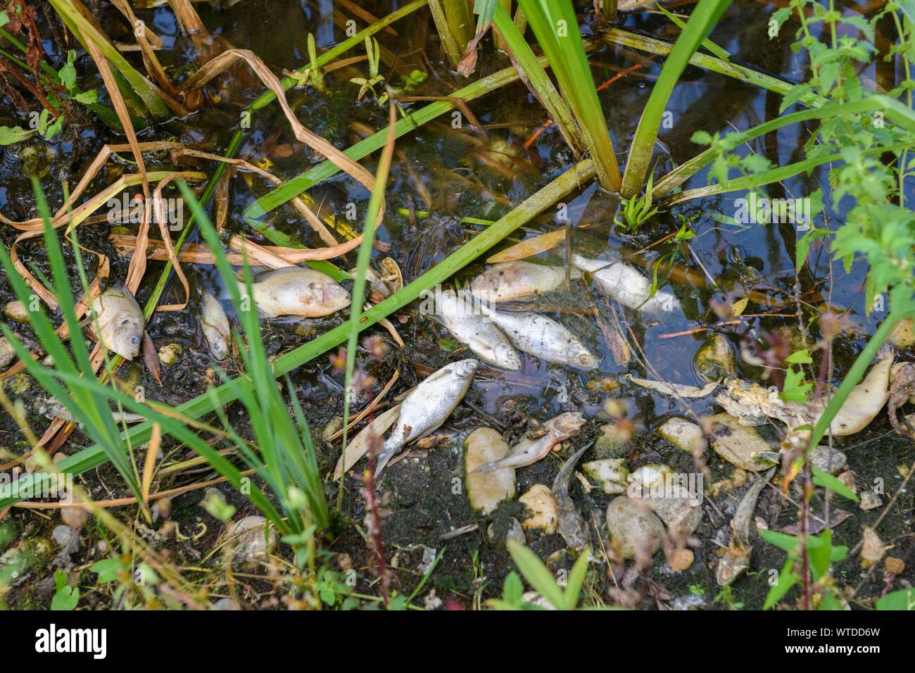 Dead fish in shore area hi-res stock photography and images - Alamy