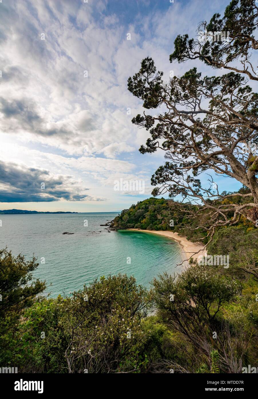 Beach, bay, Whale Bay, Northland, North Island, New Zealand Stock Photo ...