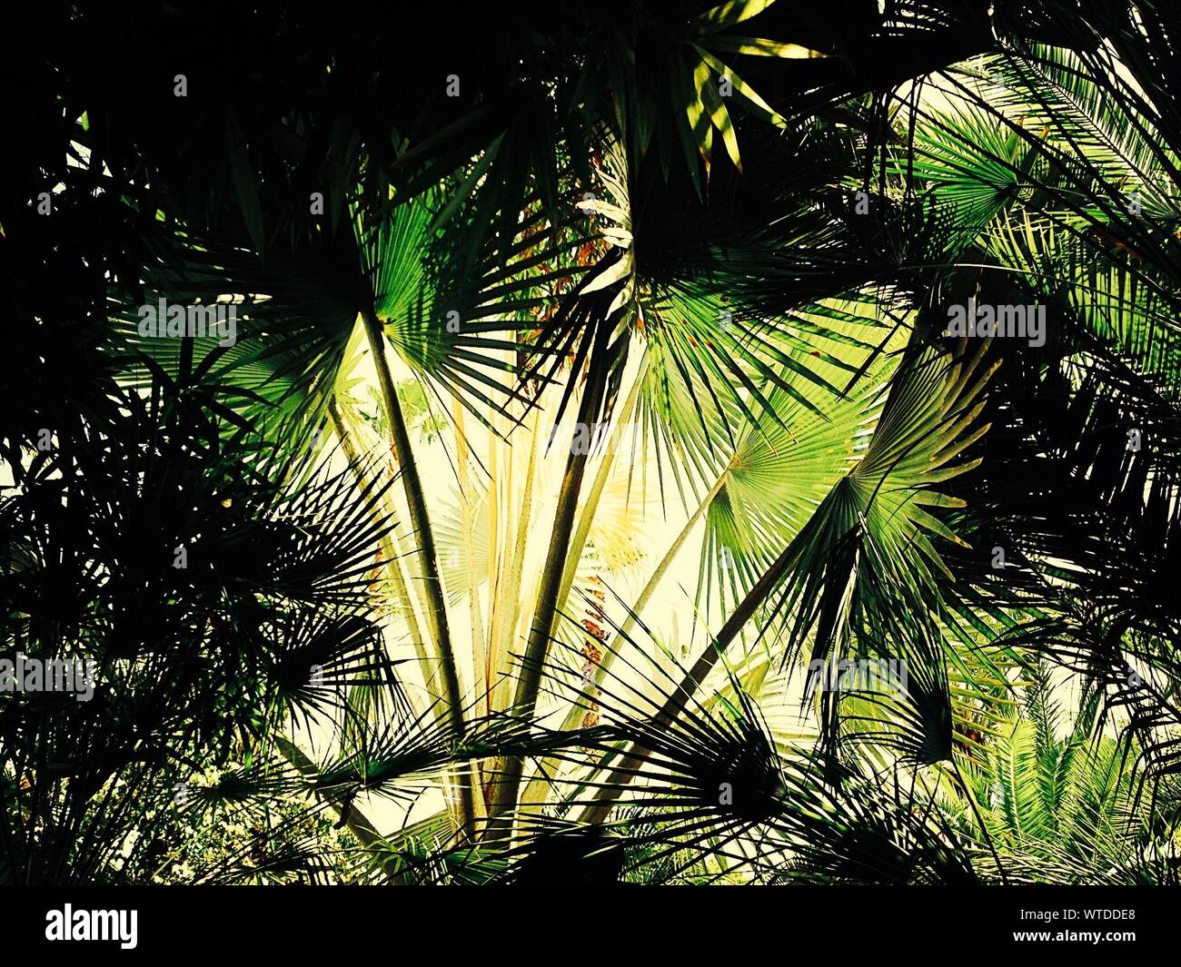 Tropical Forest Stock Photos & Tropical Forest Stock Images - Alamy