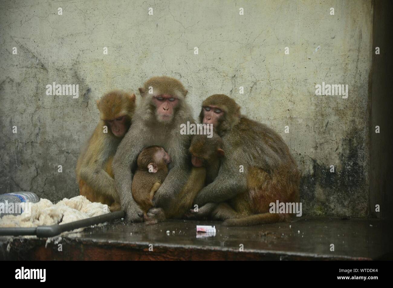 Five monkeys hi-res stock photography and images - Alamy