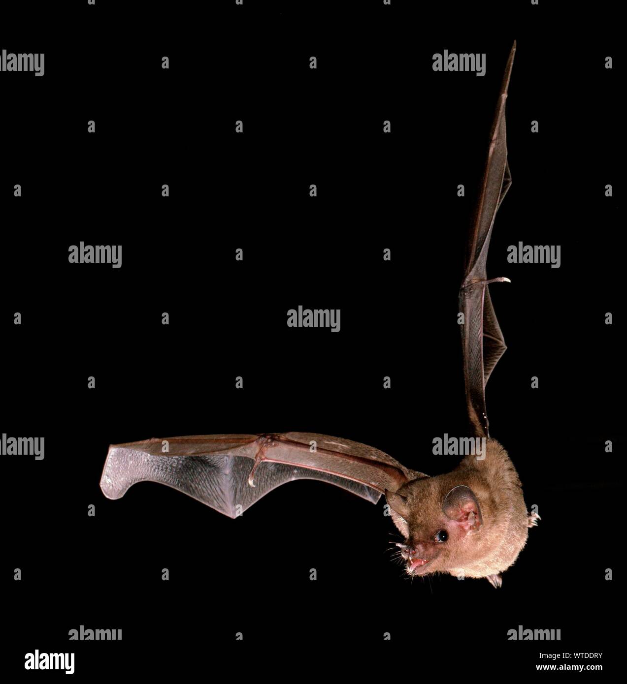 Fringe-lipped bat (Trachops cirrhosus), Pantanal, Mato Grosso, Braslien ...