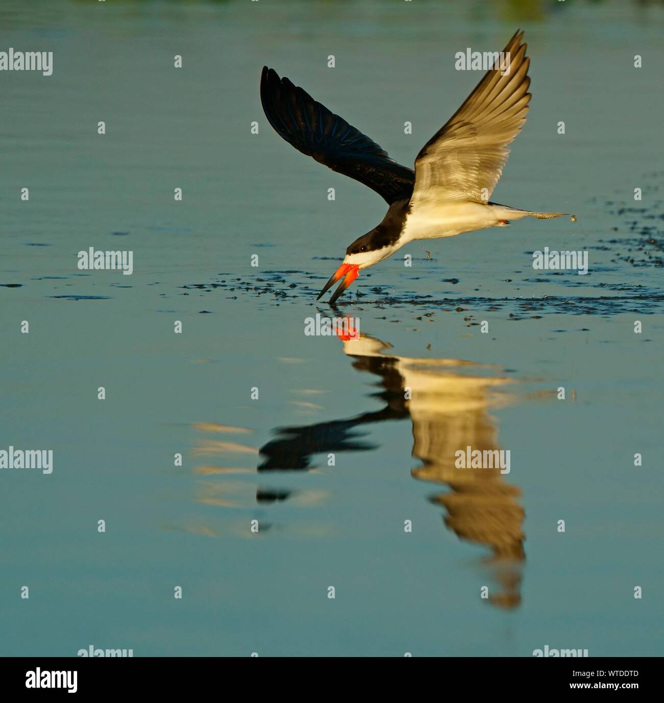 Black Skimmer (Rynchops niger) in flight fishing, Pantanal, Mato Grosso ...
