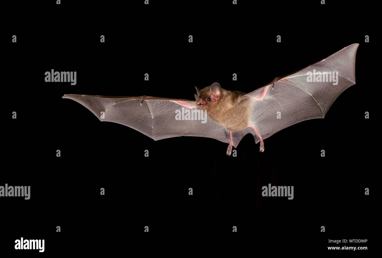 Fringe-lipped bat (Trachops cirrhosus), Pantanal, Mato Grosso, Braslien ...