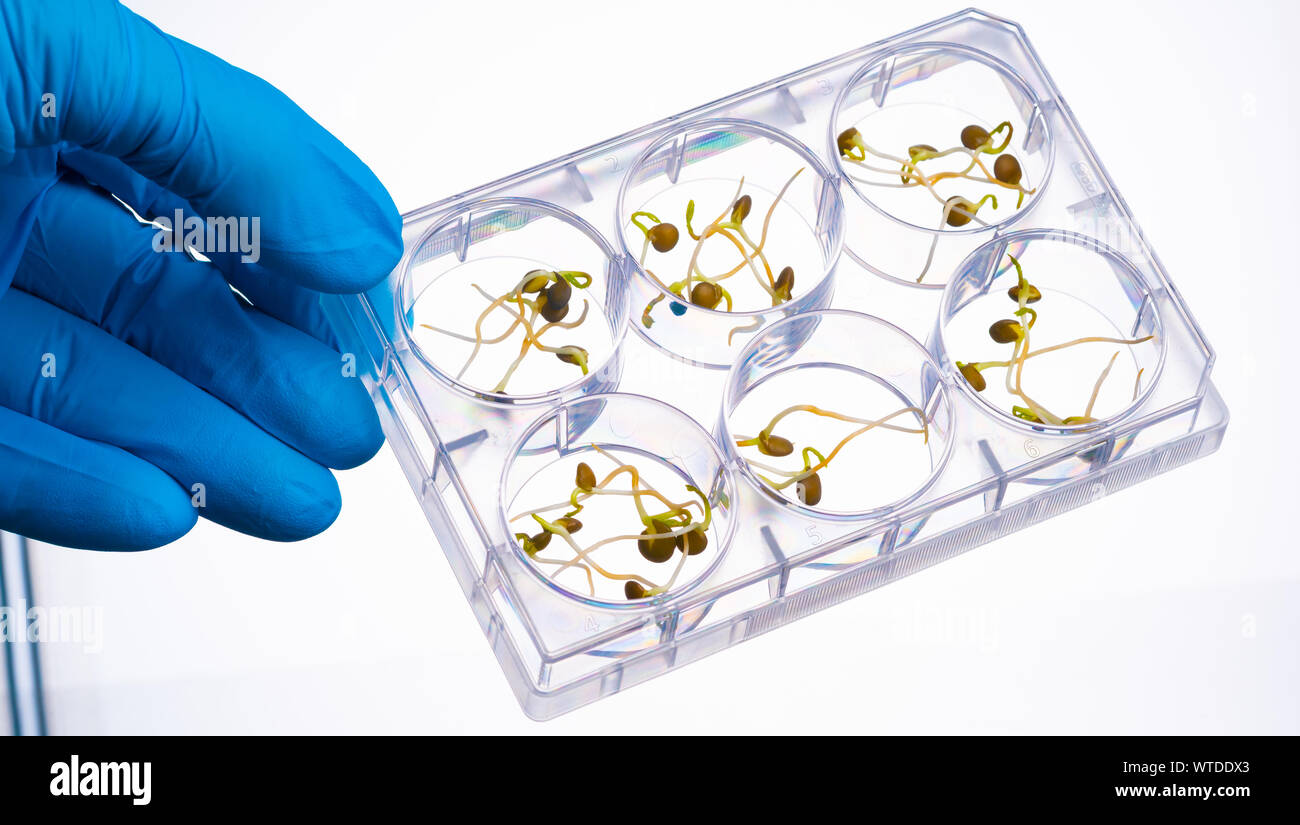 Microgreen sprouts quality control in Sanitary and epidemiological ...