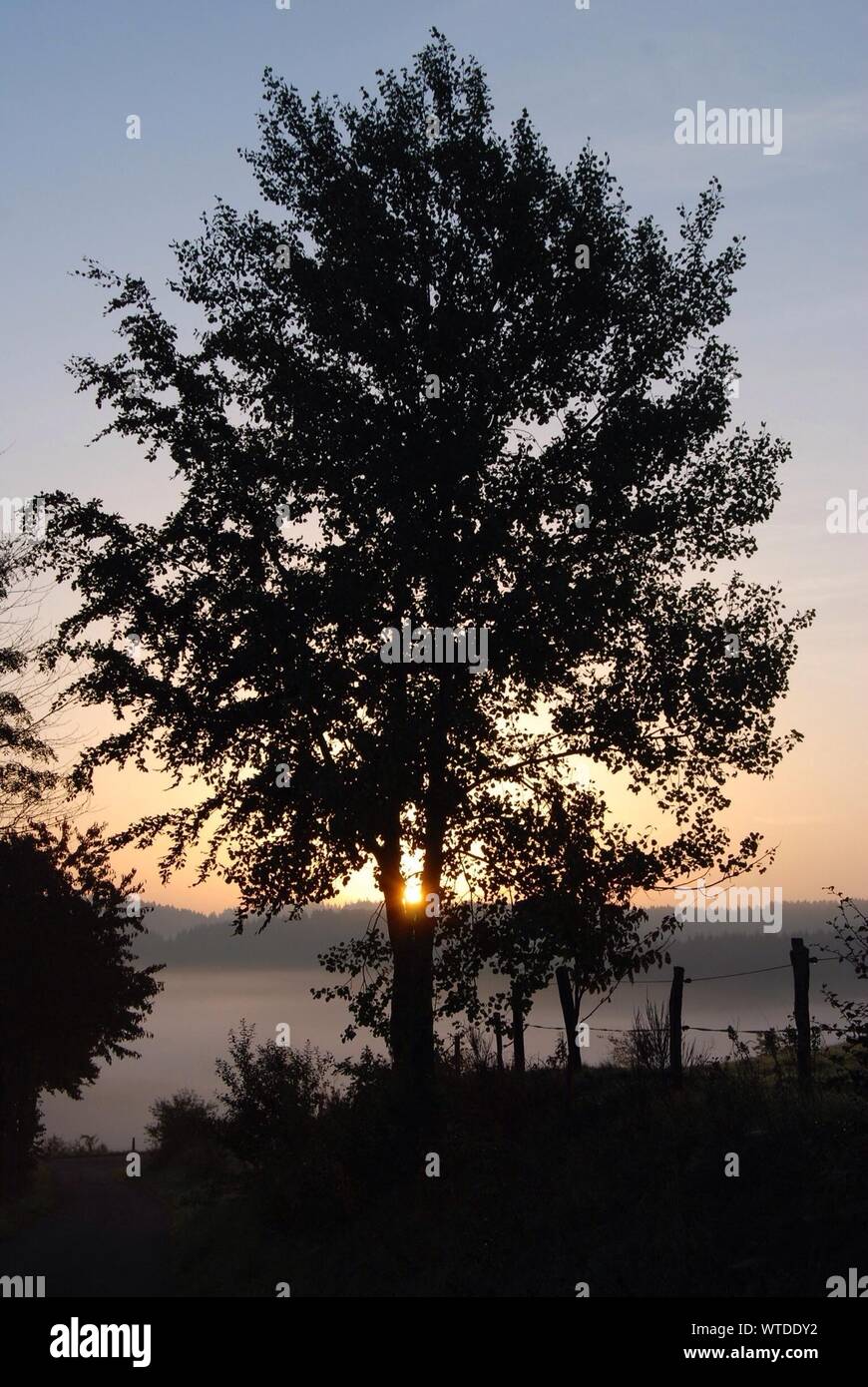 Silhouette tree at sunrise hi-res stock photography and images - Alamy