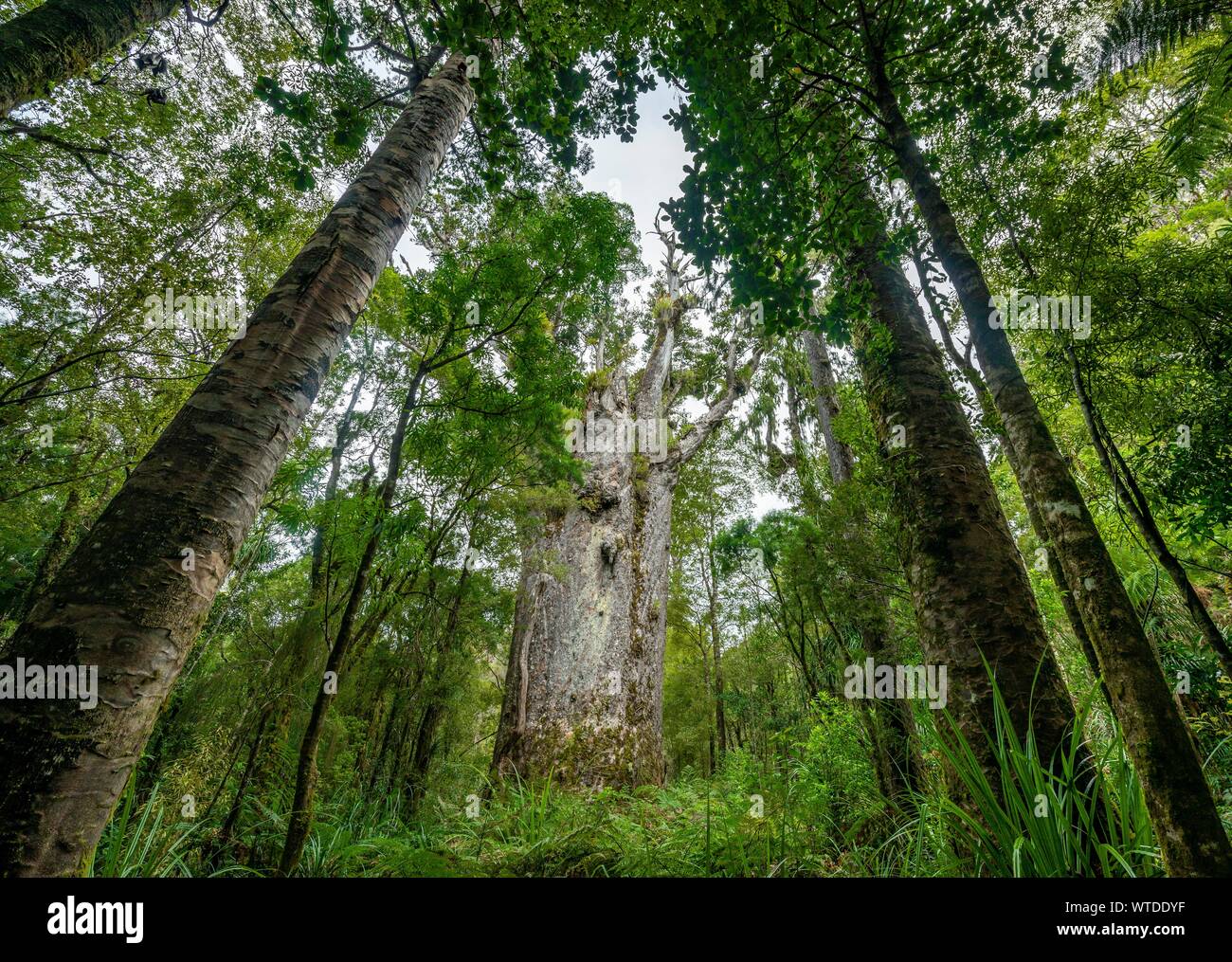 Te Matua Ngahere, father of the forest, huge Agathis australis (Agathis ...