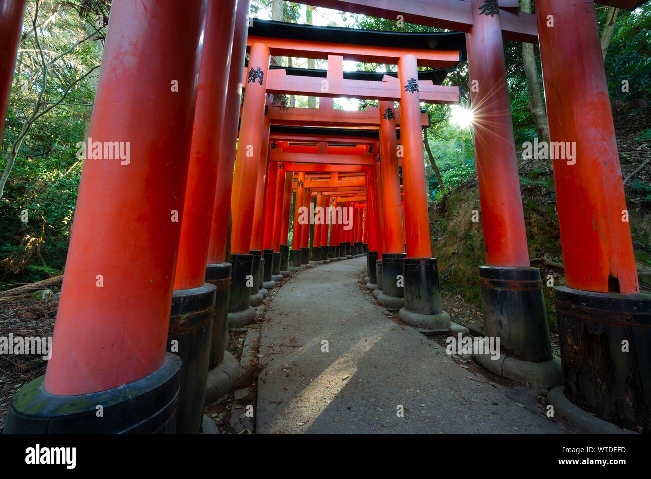 Fushimi Inari Taisha, Shinto Shrine, many traditional red Toriii gates ...