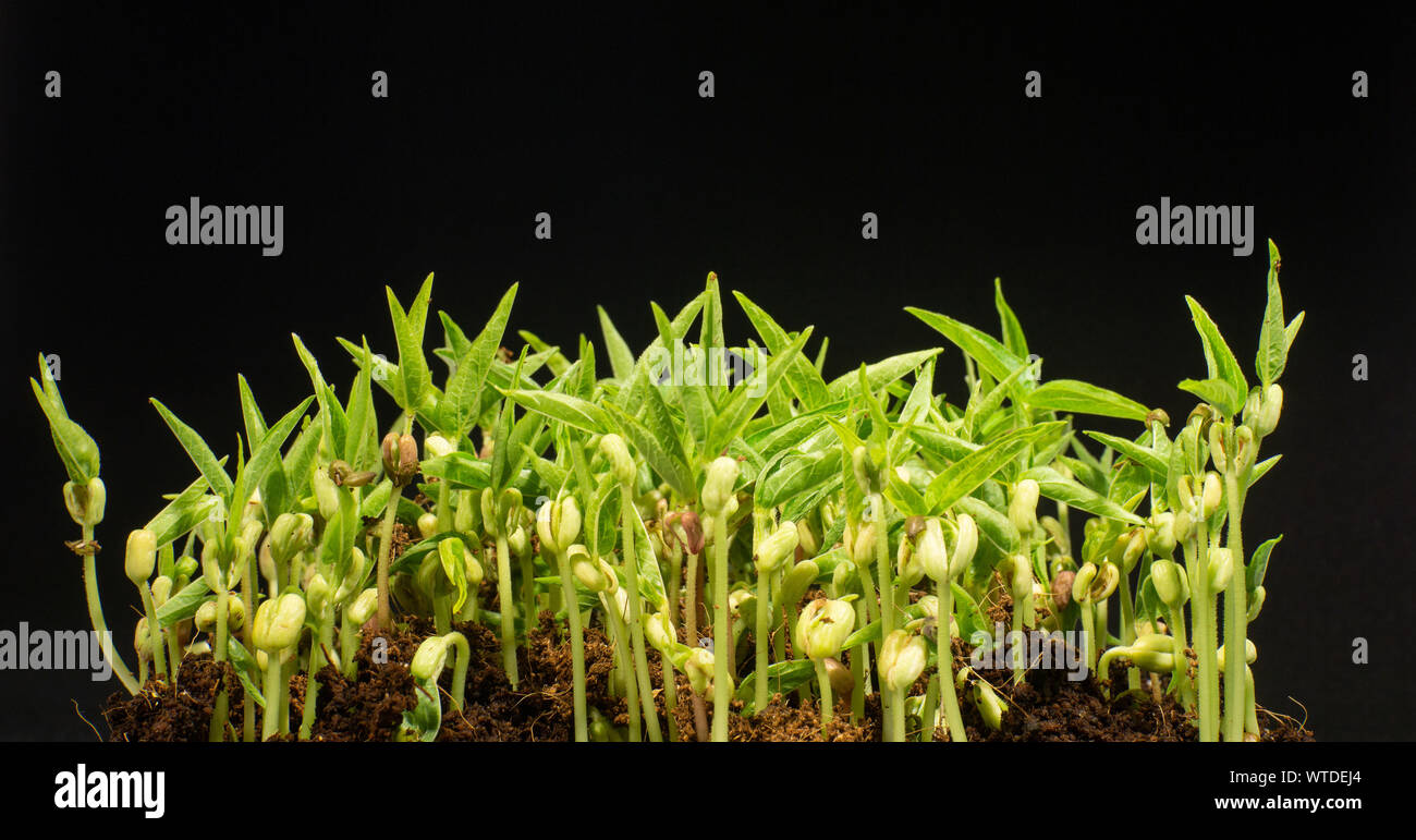 Micro leaves beans hi-res stock photography and images - Alamy