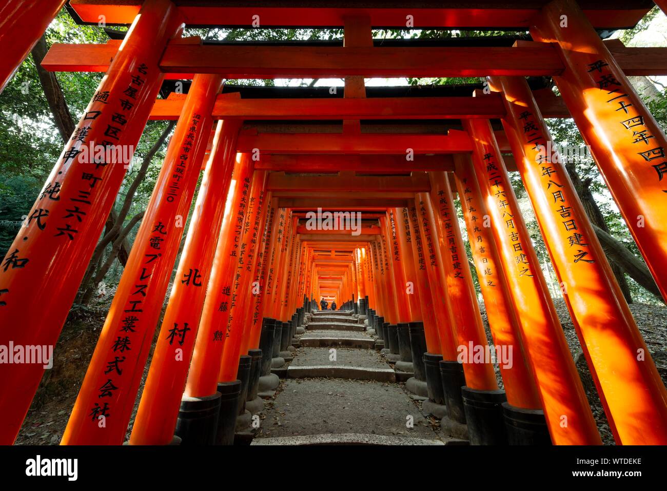 Fushimi Inari Taisha, Shinto Shrine, many traditional red Toriii gates ...