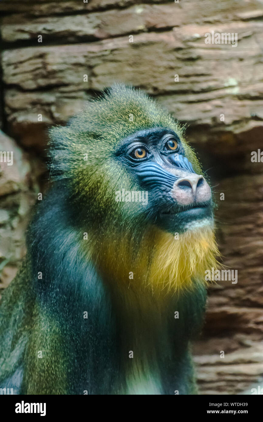 Mandrill face (Mandrillus sphinx) looking to the right very expressive ...