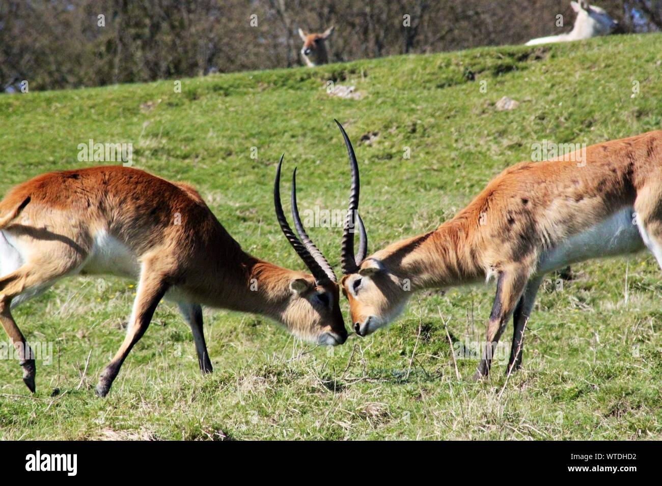 Fighting Antelopes High Resolution Stock Photography and Images - Alamy