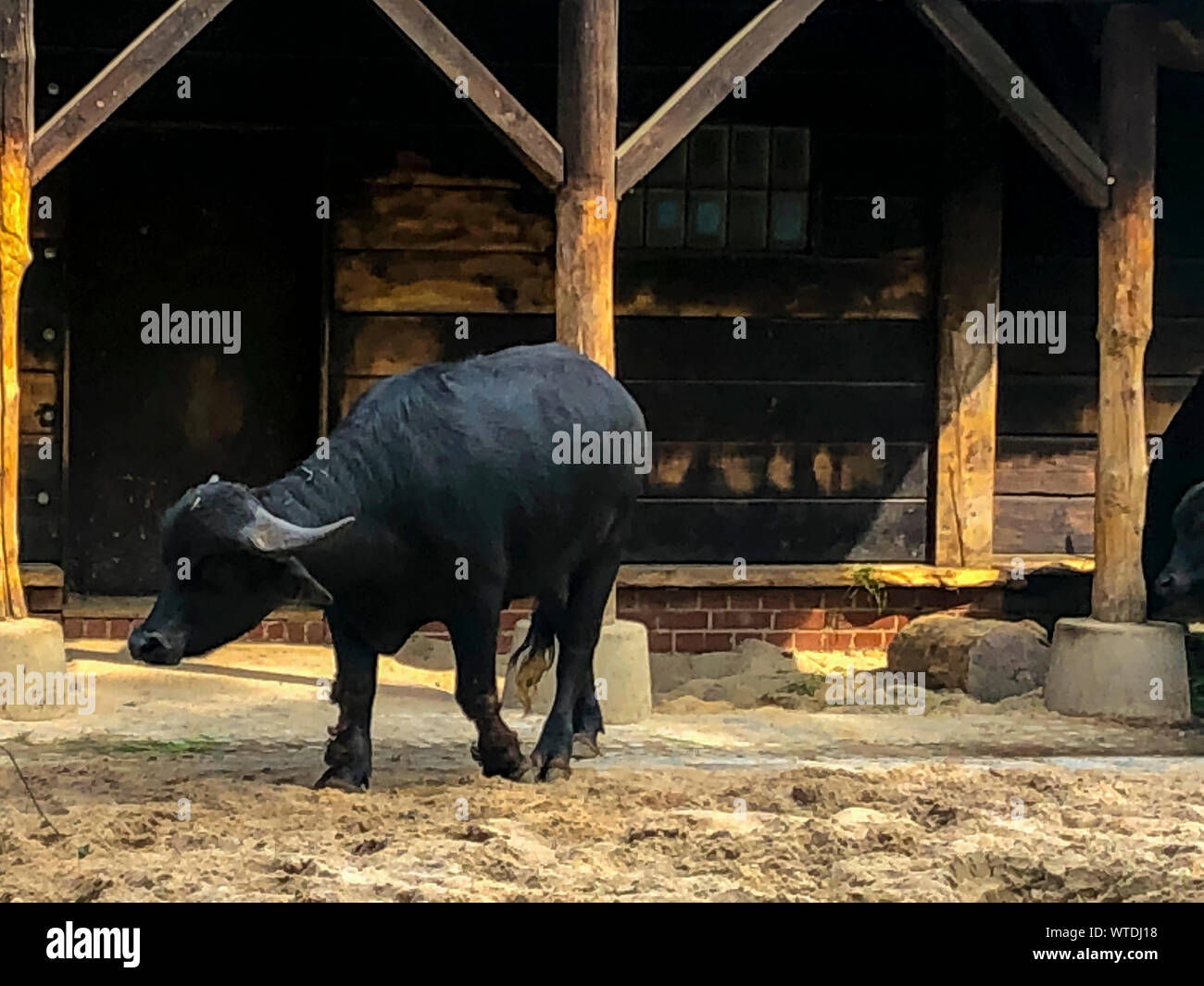 Asian water buffalo isolated hi-res stock photography and images - Alamy