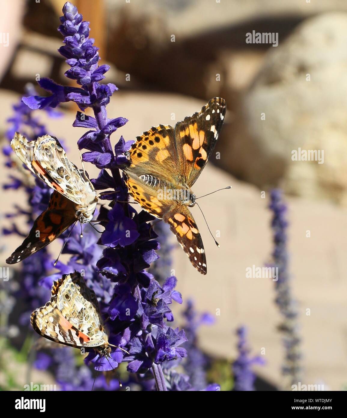 Santa barbara museum of natural history hi-res stock photography and ...