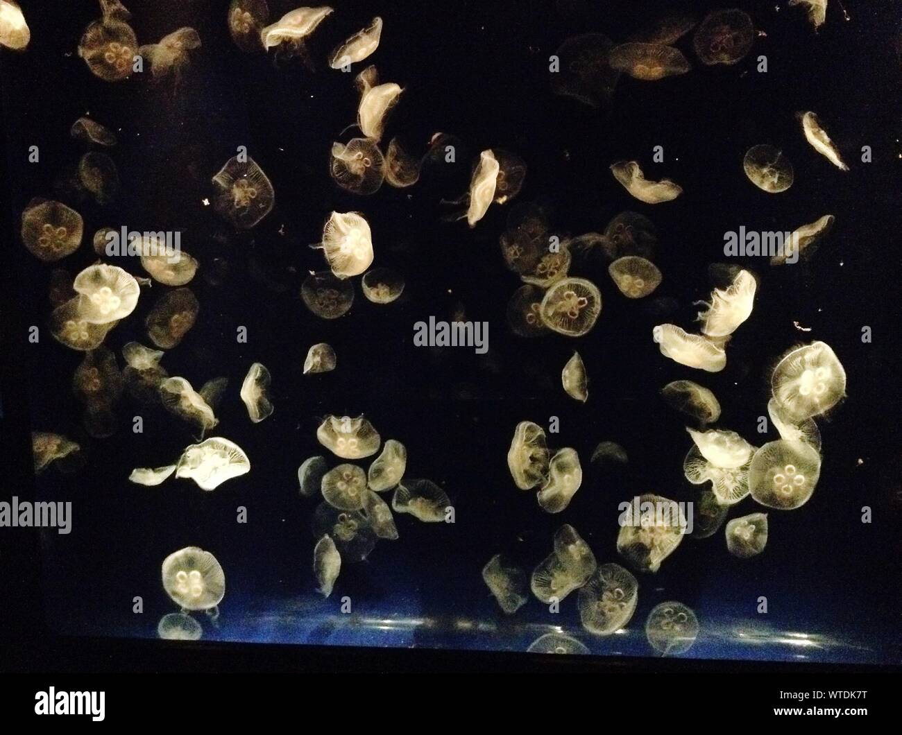 Undersea school hi-res stock photography and images - Alamy