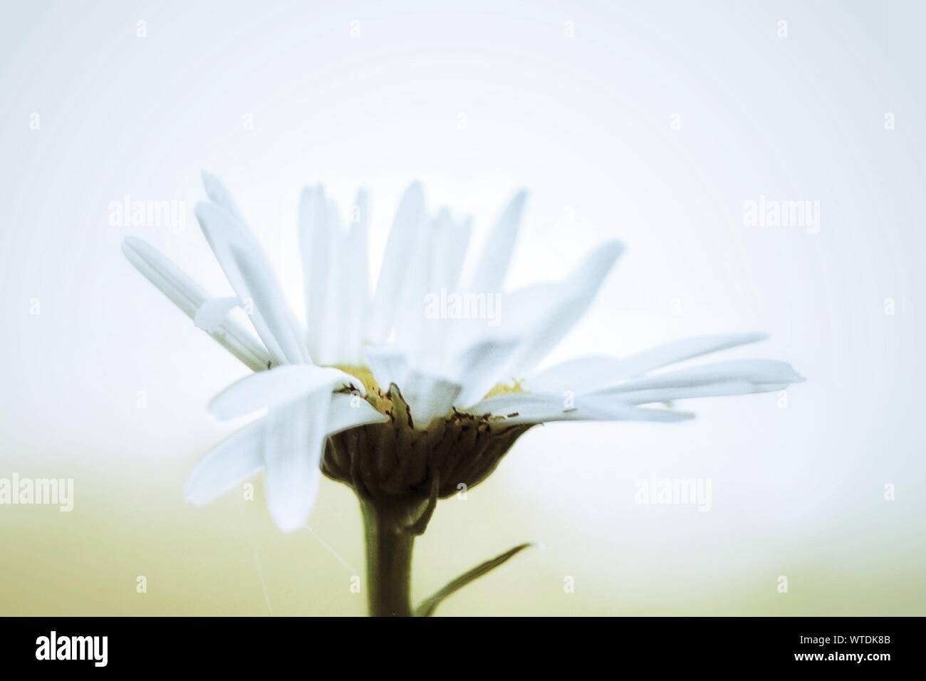 Side view flower hi-res stock photography and images - Alamy