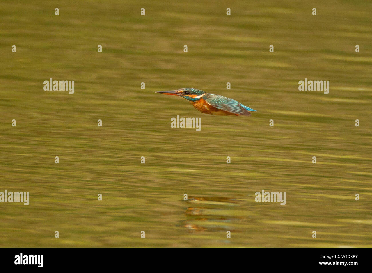 Flying Kingfisher Stock Photos & Flying Kingfisher Stock Images - Alamy