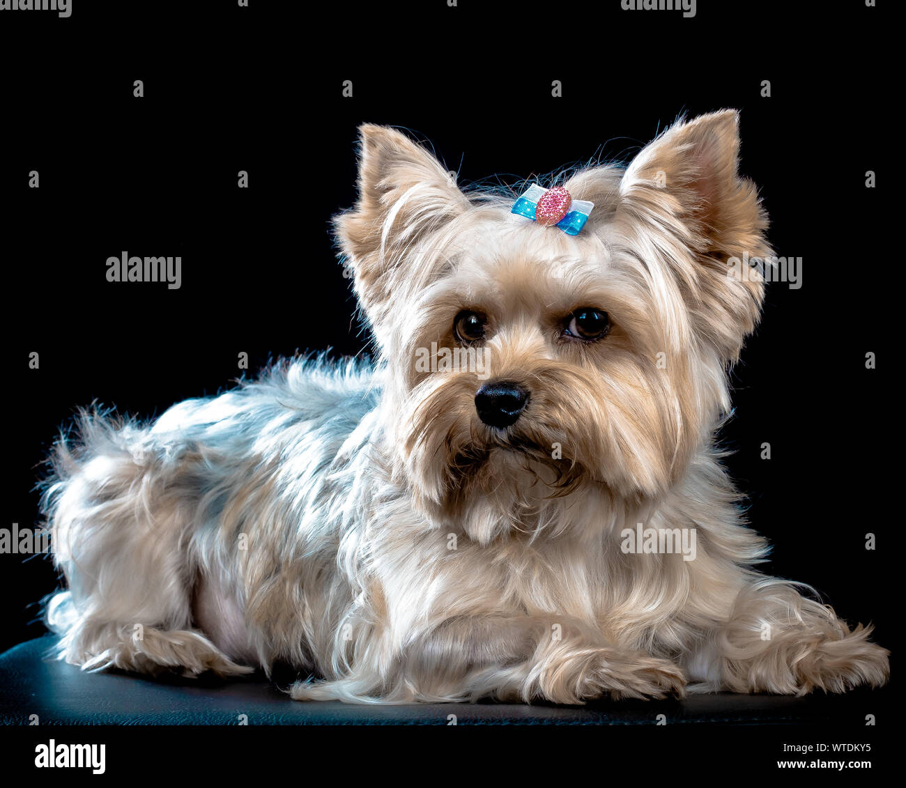 Cachorro yorkshire terrier hi-res stock photography and images - Alamy