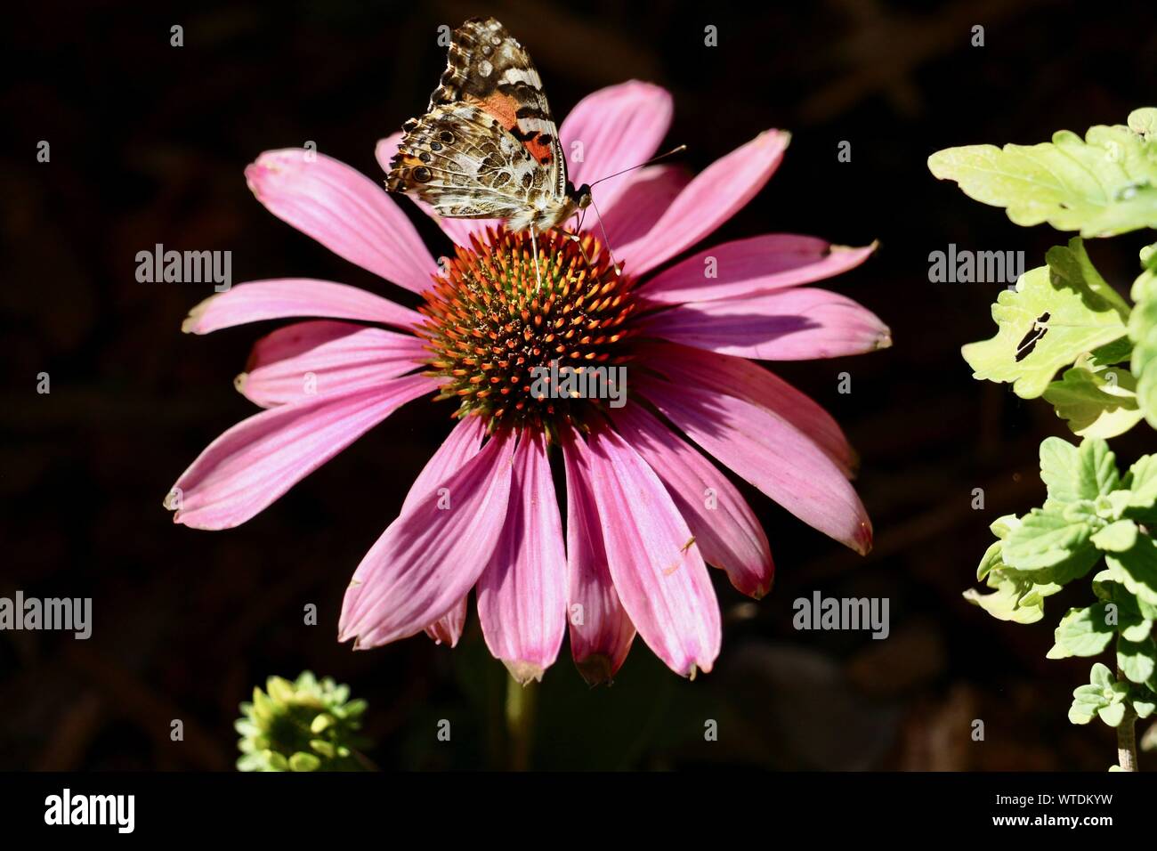 Santa Barbara, California, USA. 30th Sep, 2018. Butterfly at Butterfly ...
