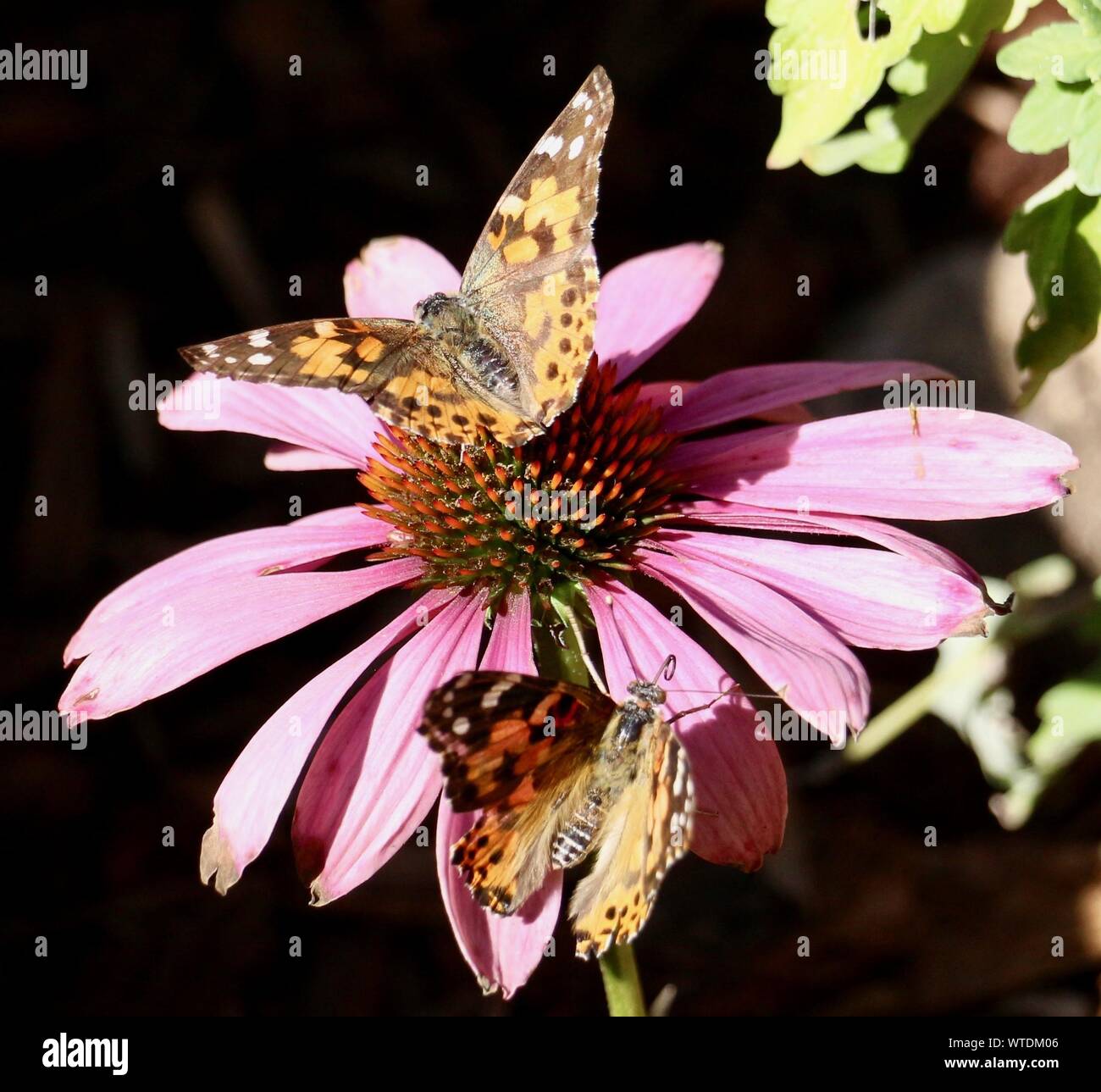 Santa Barbara, California, USA. 30th Sep, 2018. Butterfly at Butterfly ...