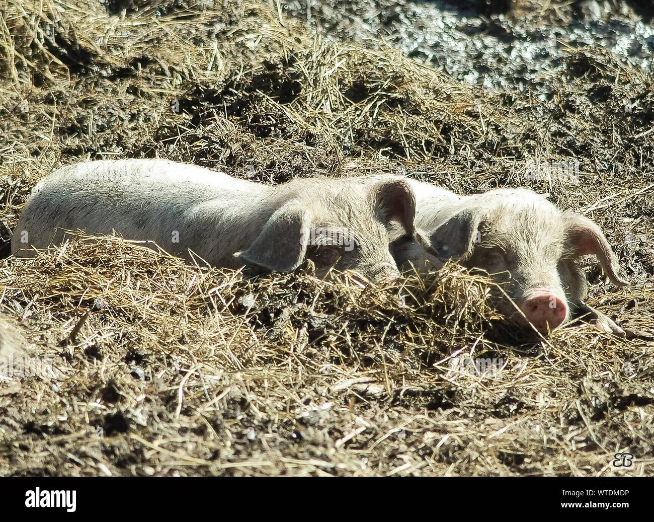 Pigs livestock sleeping domestic hi-res stock photography and images ...