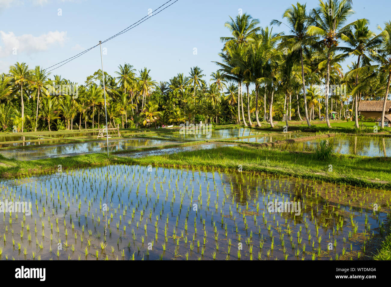 View of rice fields detail in Java, Indonesia, Asia Stock Photo - Alamy
