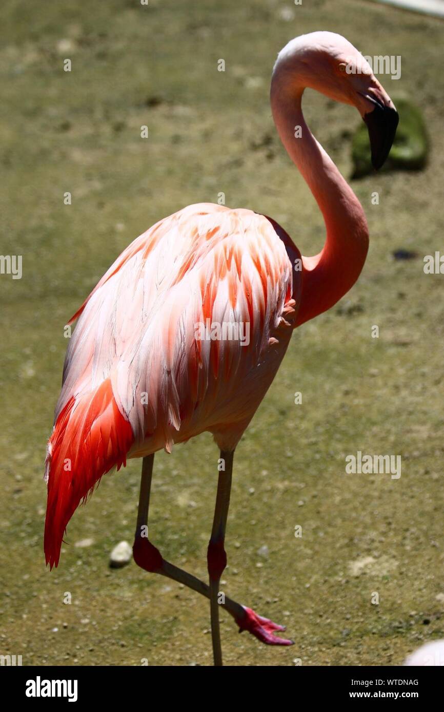 Side view of a flamingo hi-res stock photography and images - Alamy