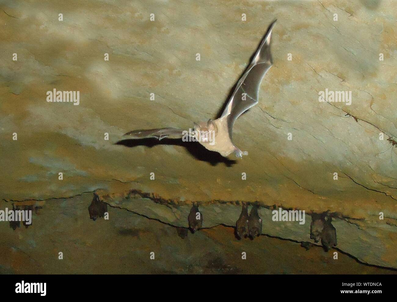 Bat flying cave hi-res stock photography and images - Alamy