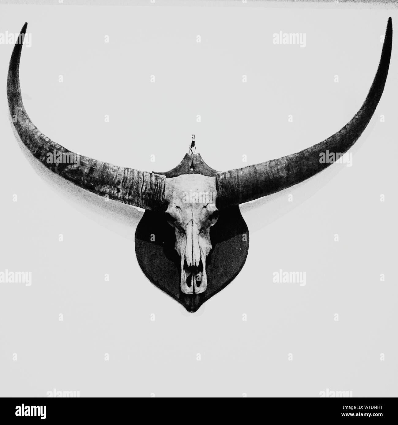 Skeleton Death Representation High Resolution Stock Photography and ...