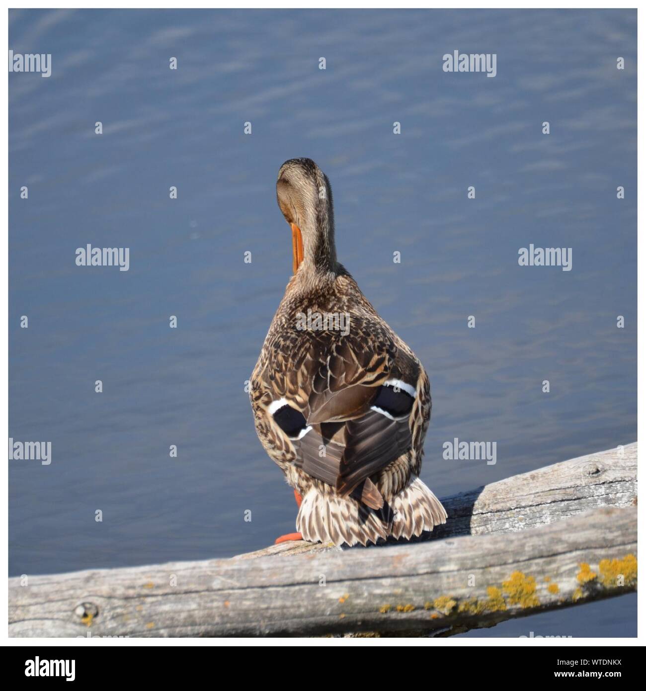 Mallard rear view Cut Out Stock Images & Pictures - Alamy