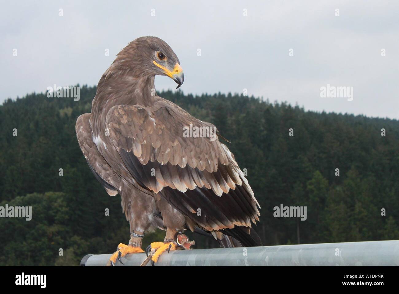 View Of Eagle Stock Photo - Alamy