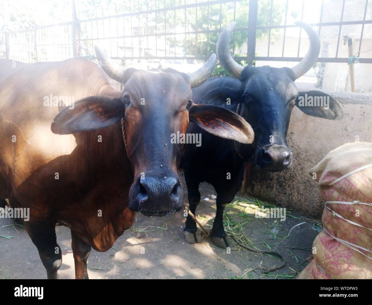 Bull and cow together hi-res stock photography and images - Alamy