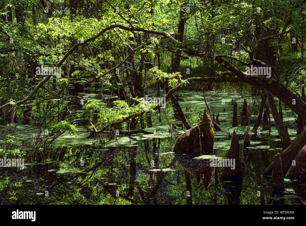 East Texas Swamp Stock Photo - Alamy