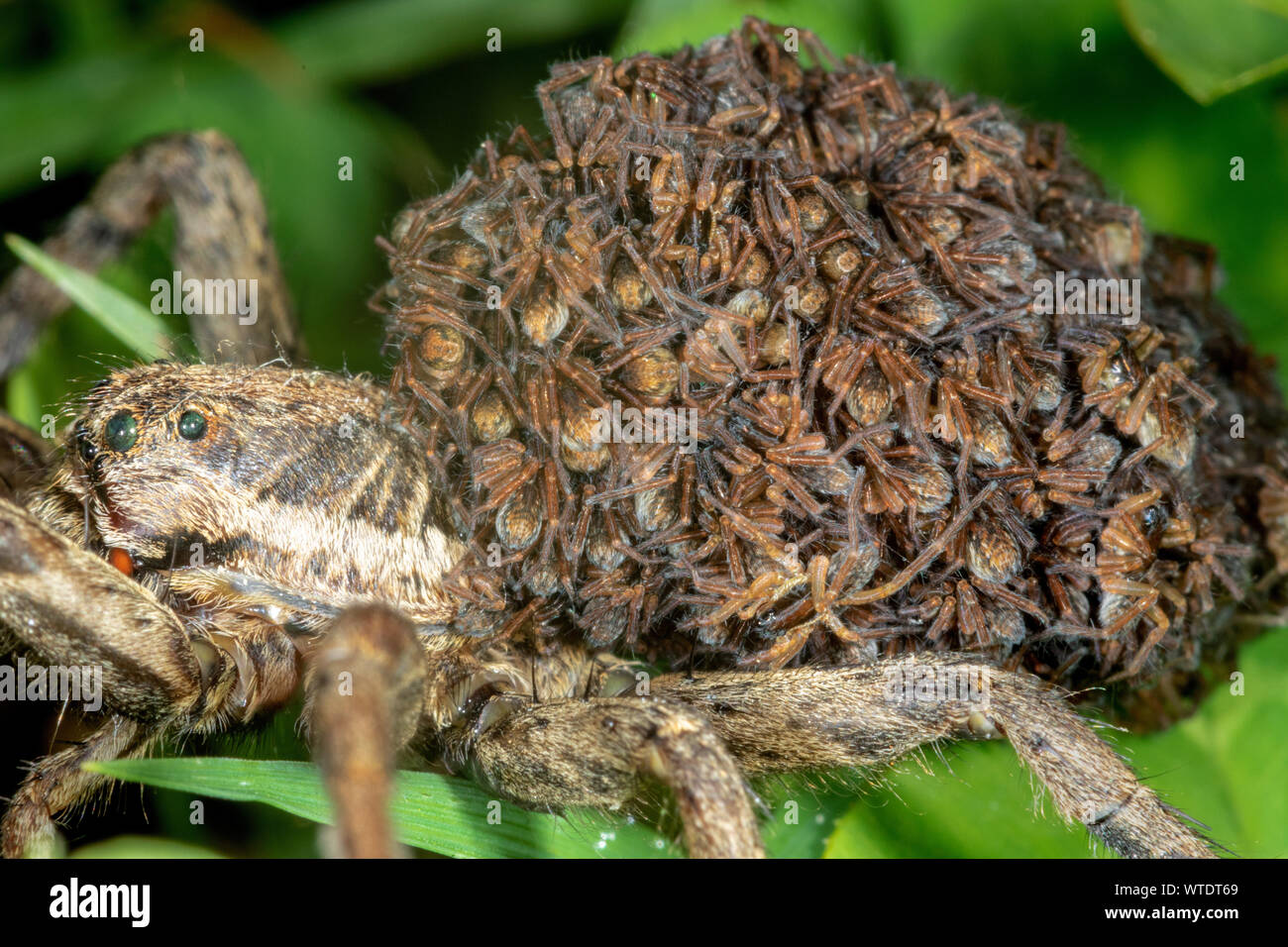 Closeup photo of female wolf spider with the offspring on the back ...