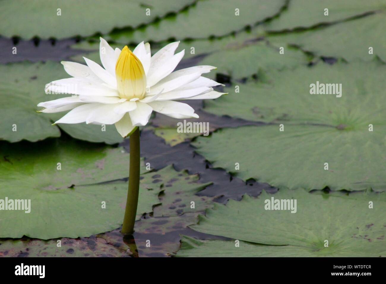 White Lotus Floating In Pond Stock Photo - Alamy