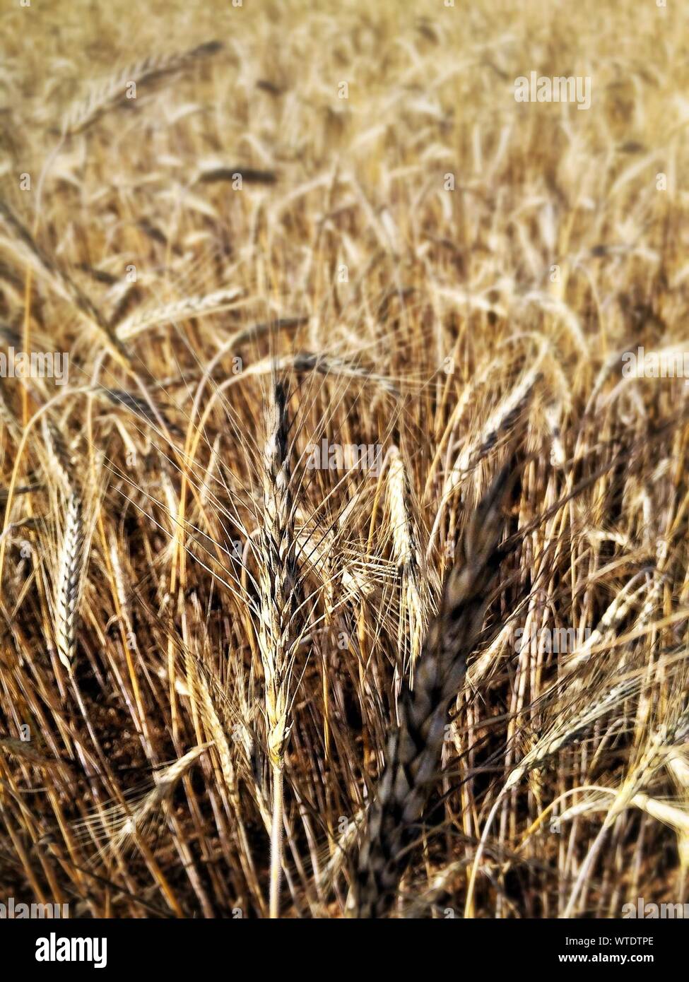 Crop stalks hi-res stock photography and images - Alamy