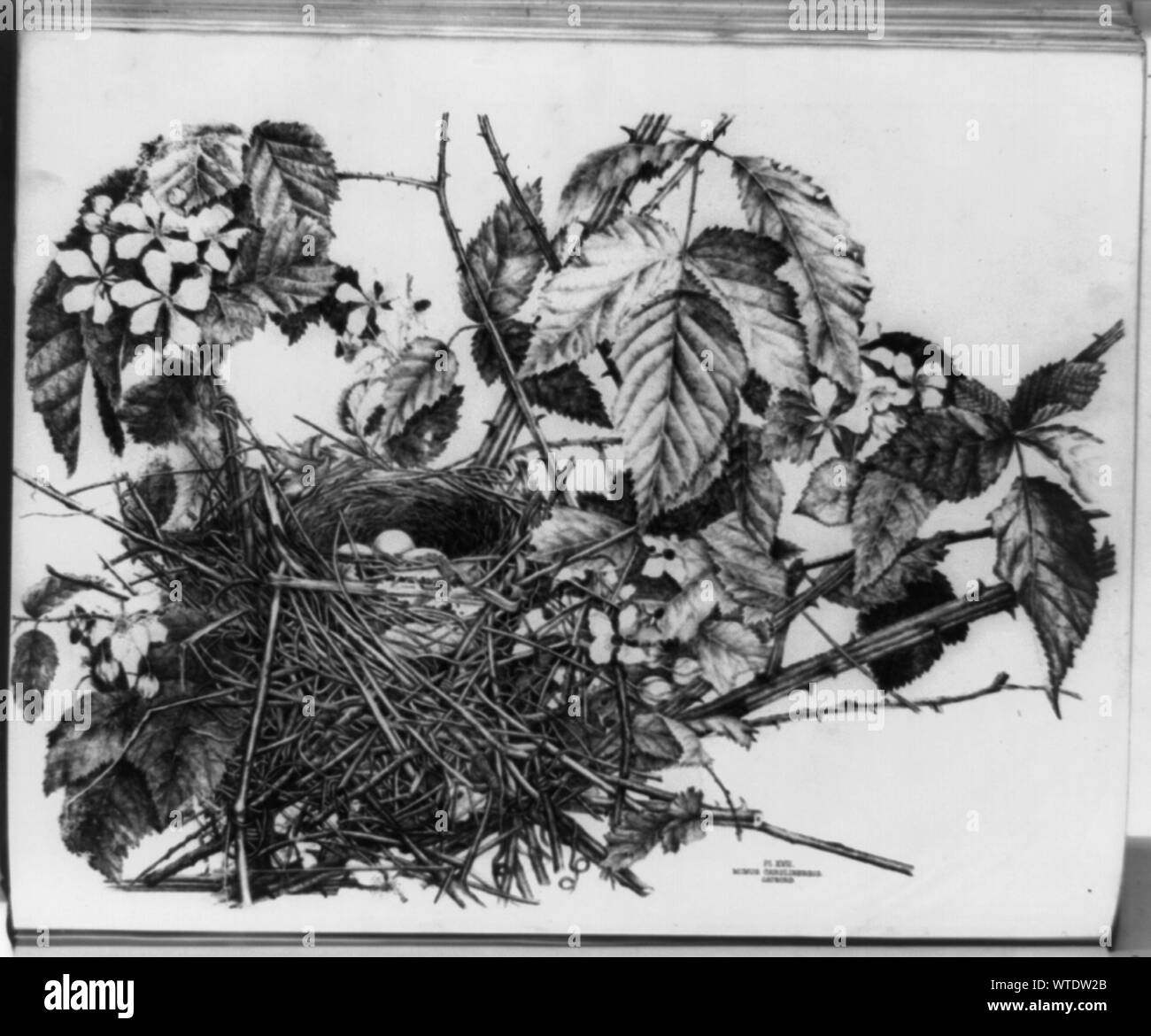 Songbird bird Black and White Stock Photos & Images - Alamy