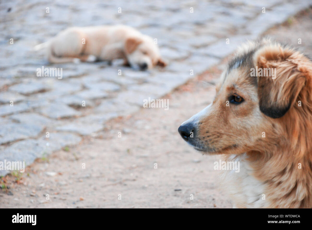 Dog thinking hi-res stock photography and images - Alamy