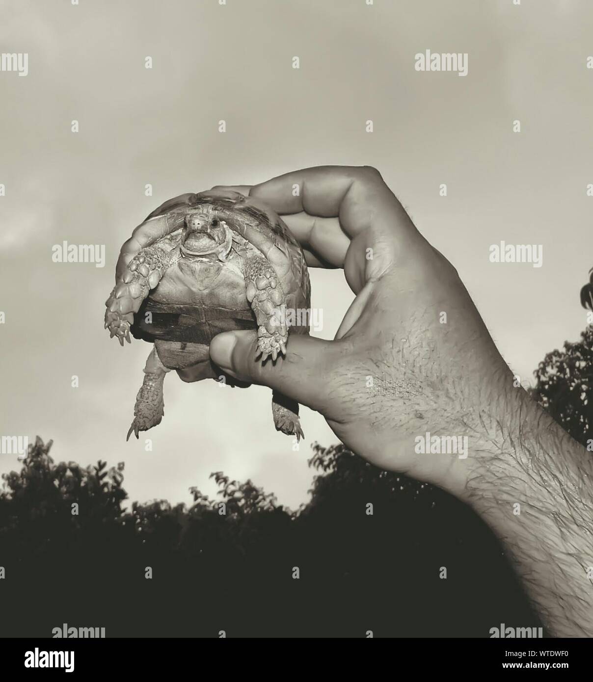 Man holding turtle hi-res stock photography and images - Alamy